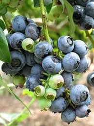 Blueberry, 3 in 1 – Coville's Greenhouses & Garden Centre