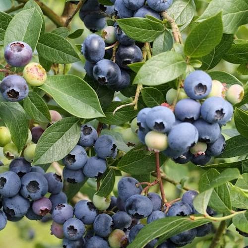 Blueberry, Northland – Coville's Greenhouses & Garden Centre