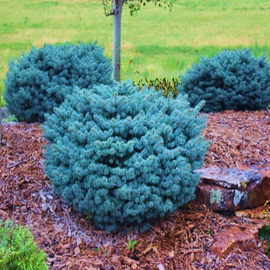 Spruce, Globe Colorado – Coville's Greenhouses & Garden Centre