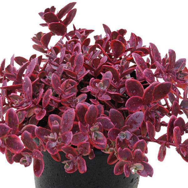 Stonecrop, Wildfire 1g – Coville's Greenhouses & Garden Centre