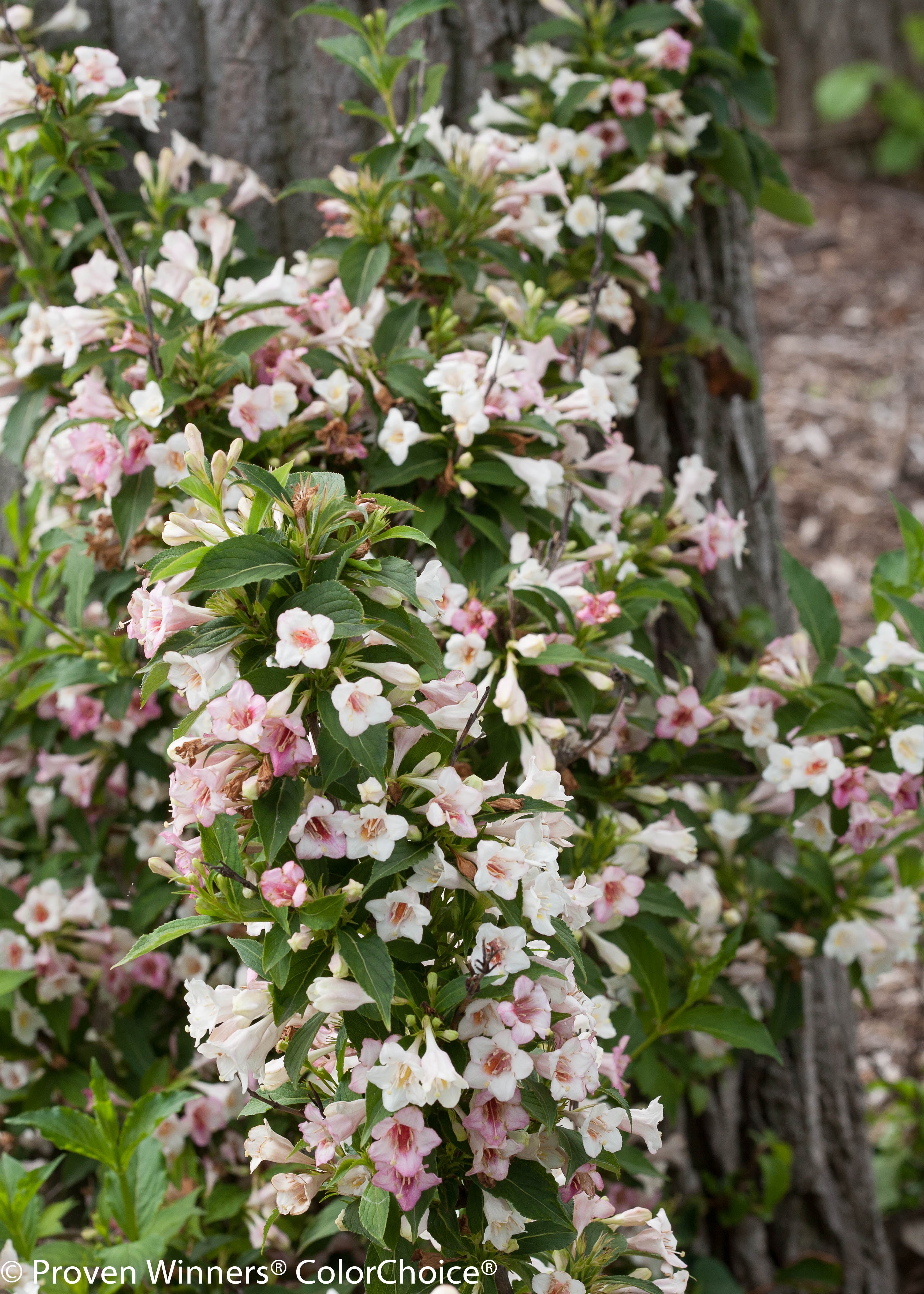 Weigela, Sonic Bloom Pearl – Coville's Greenhouses & Garden Centre